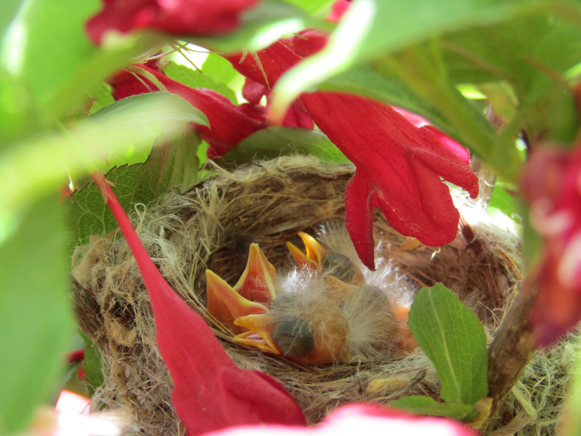 The Pentagon Cowbird – Bracing Views